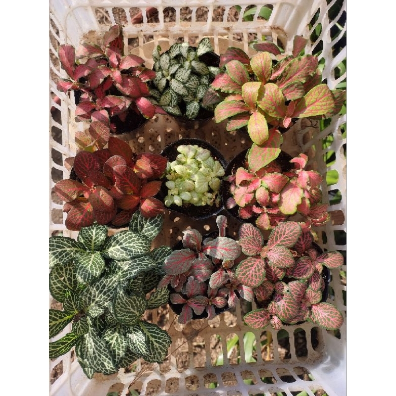Assorted Fittonia Collection Garden Decoration Rare 9 pcs | Shopee ...