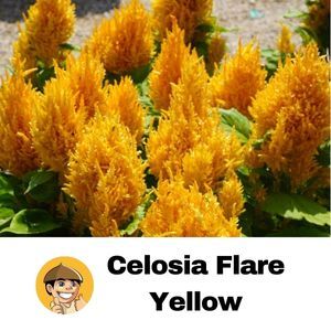 FLOWERS SEEDS COLLECTION Celosia Flare Seeds Collection, high quality and germination rate ...