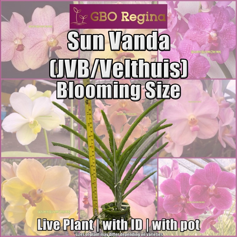 GBO Regina - Orchids: Sun Vanda (JVB/Velthuis) Blooming Size (live ...