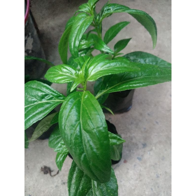 Serpentina Seedling/Herbal Serpentina (medium)-Sale within Luzon only ...