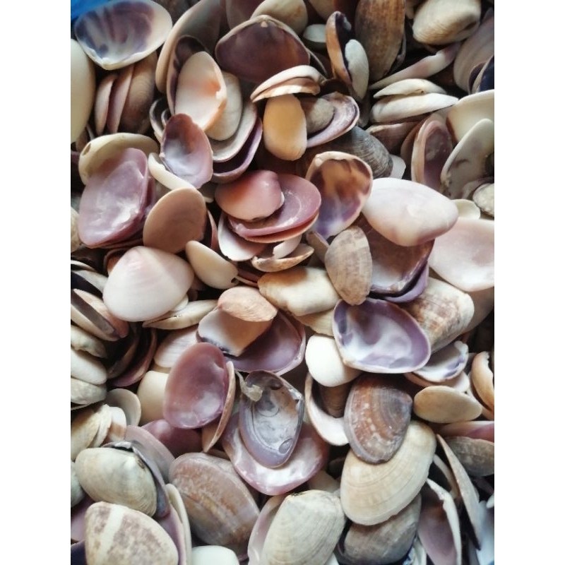 Caycay Seashell / Arts / Handcrafts / Decorations / 500g / 1kg | Shopee ...