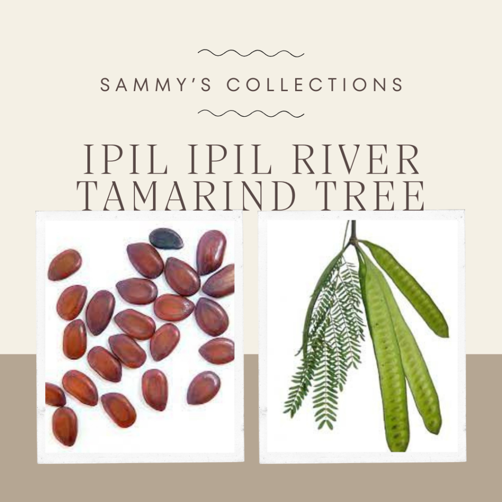 IPIL IPIL RIVER TAMARIND TREE Seeds (8 seeds) for Planting / Gardening ...