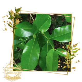 Shop lomboy for Sale on Shopee Philippines