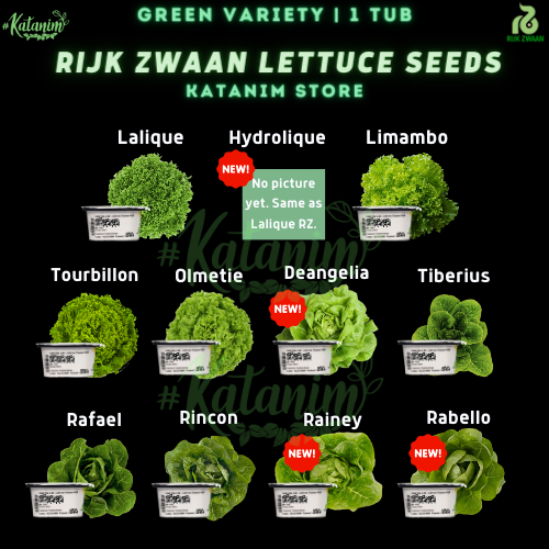 GREEN Variety Lettuce Rijk Zwaan Seeds Collection | 1 TUB RZ Seeds ...