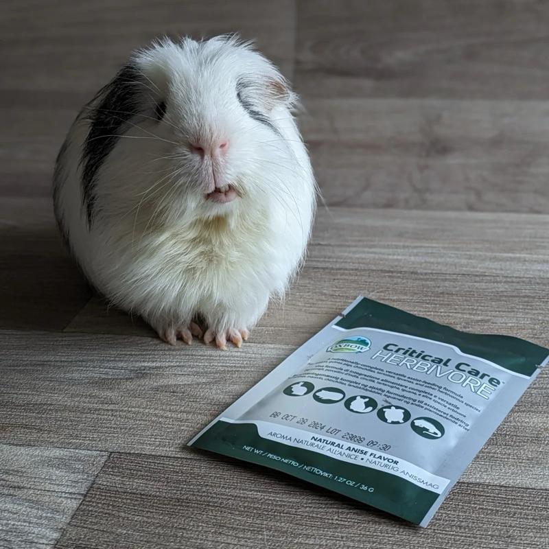 OXBOW Critical Care® Herbivore Aniseed Flavor, for Rabbits, Guinea Pigs ...
