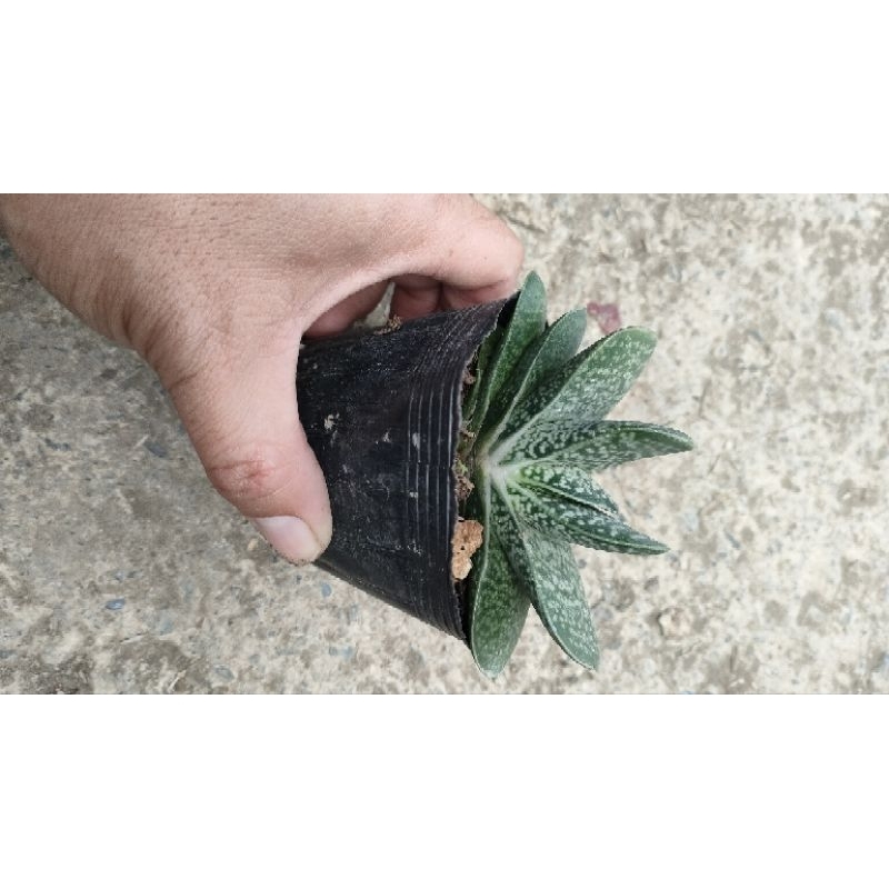 FAT DWARF GASTERIA HAWORTHIA(OX TONGUE) | Shopee Philippines