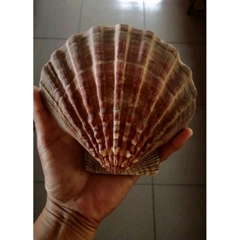 Real Seashell l Lion's Paw seashell I Collection l 5. 5in X 5.5in I ...