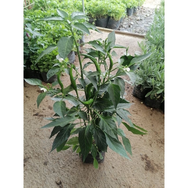 Taiwan Sili (Pepper) | Shopee Philippines