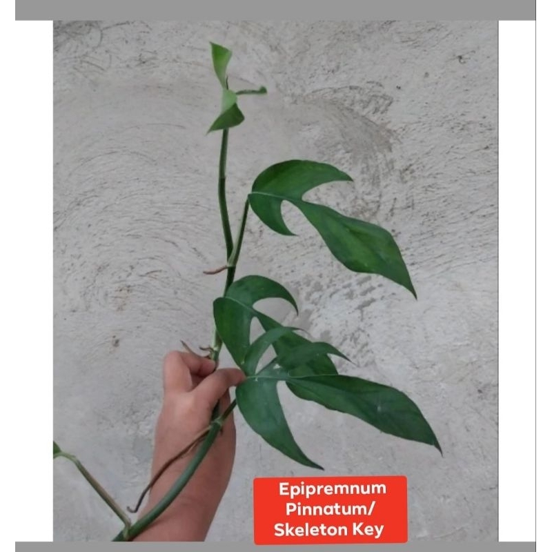 Epipremnum Pinnatum/ Skeleton Key Stem Cuttings/ Halaman) | Shopee ...