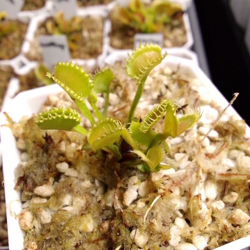 WEREWOLF SPAWN Venus Flytrap (plant eating insect seedling) | Shopee ...