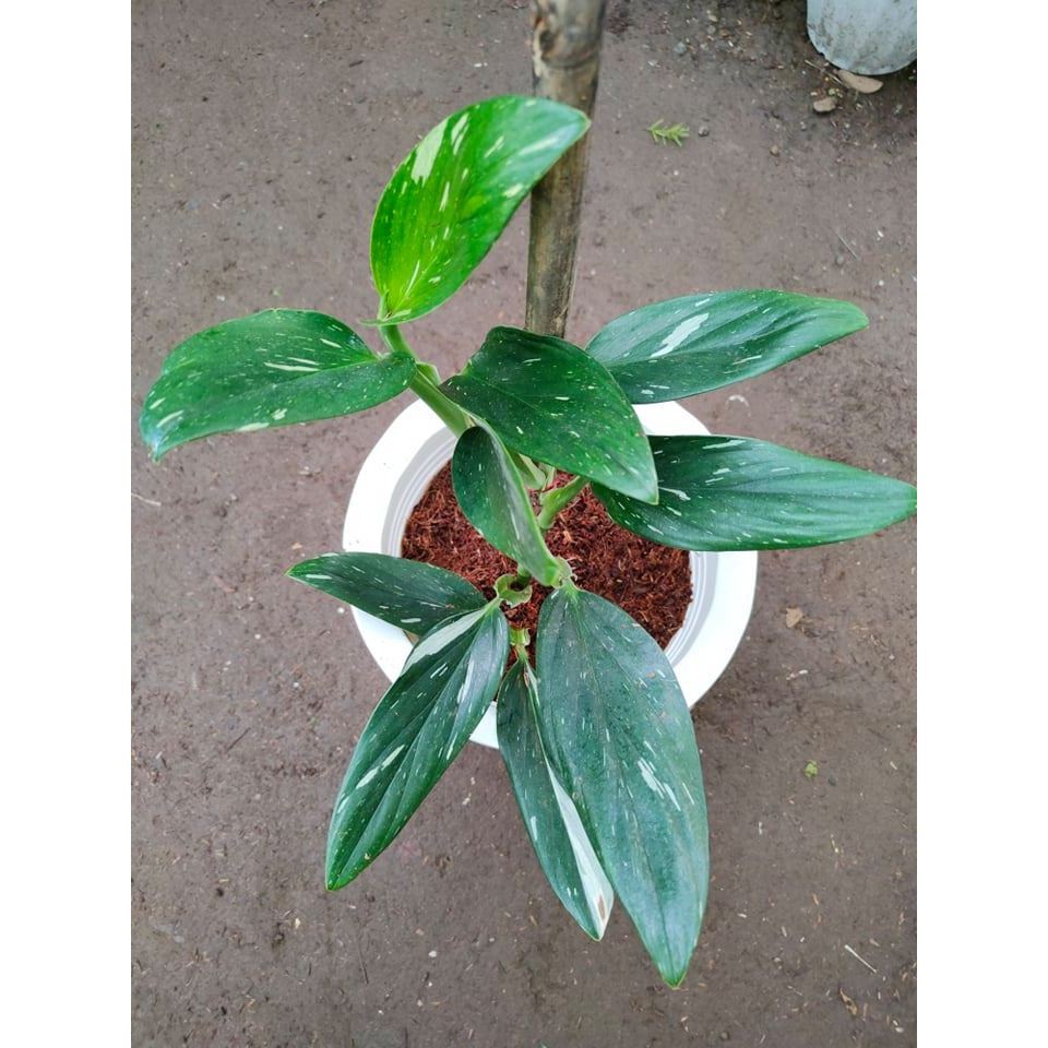 Monstera Standleyana Albo Variegata (Live Collector's Plant 4 Leaves ...
