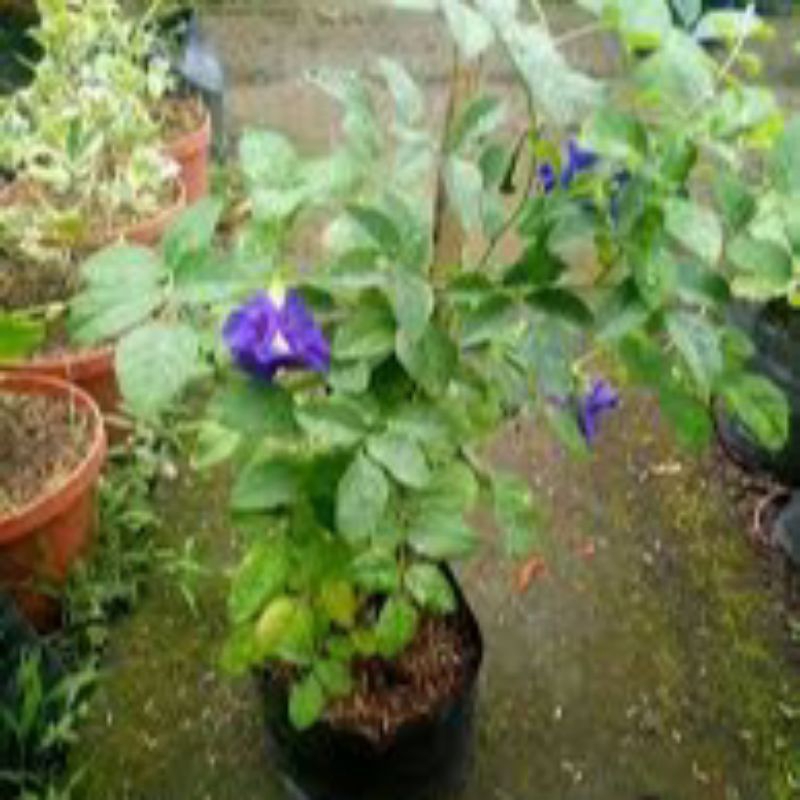 Blue ternate seeds 25pcs per pack clitoria ternatea butterfly pea seeds ...