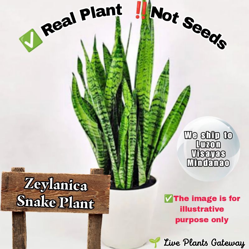 Huge Size Zeylanica $nake Plant Live Plant Seedling Real Plant | Shopee ...