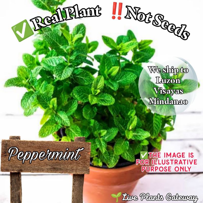Peppermint Seedling Live Plant Real Plant | Shopee Philippines