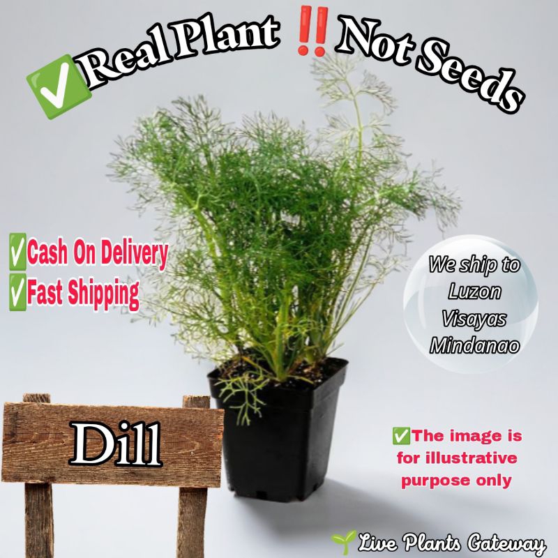 Dill Seedling Halaman Mismo‼️Not Seeds | Shopee Philippines