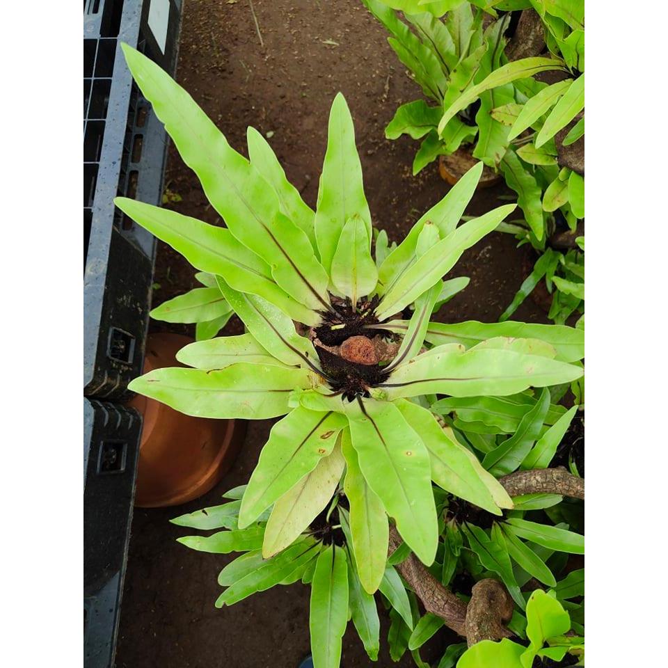 Pakpak Lawin/Bird's Nest Fern (1 Ft Length) with FREE garden soil ...