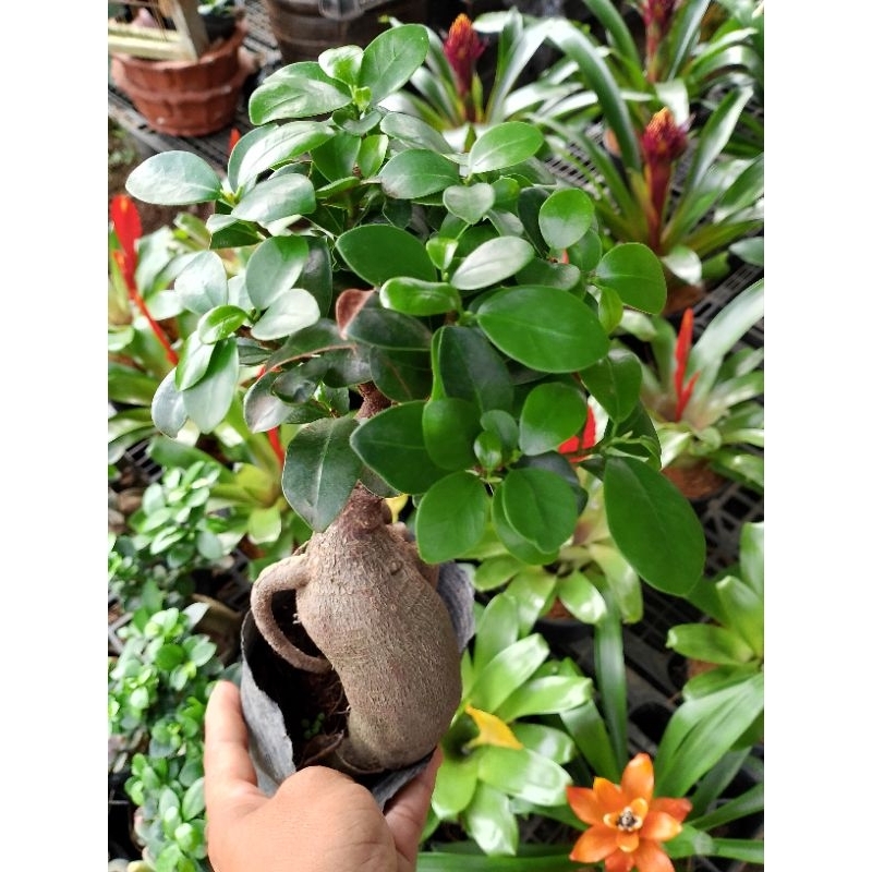 Repack seeds (Vegetable and Herbs) Bonsai per pot | Shopee Philippines