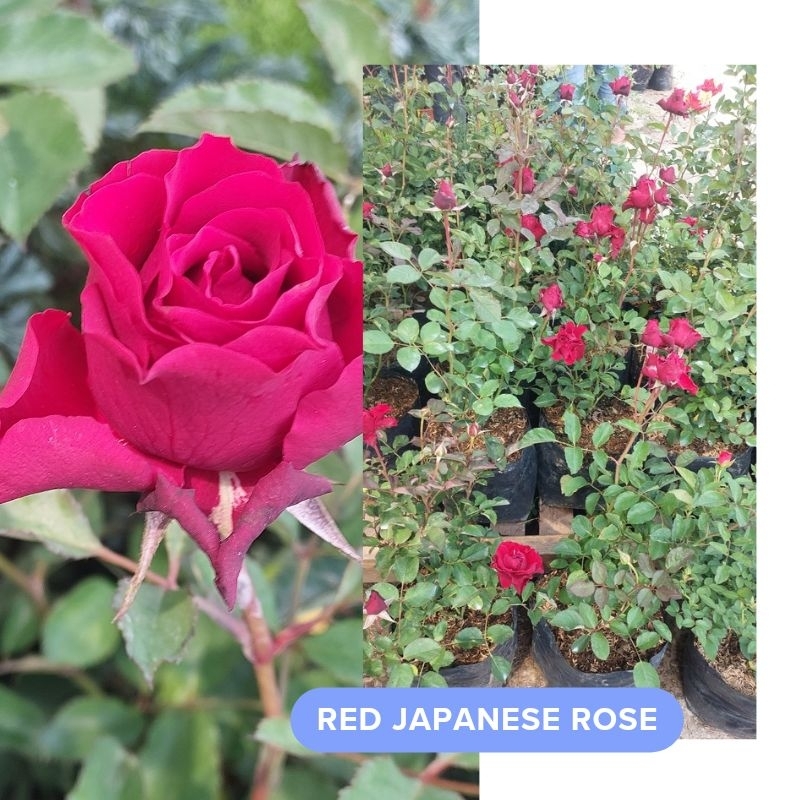 Japanese Red Rose in Big Pot | Shopee Philippines