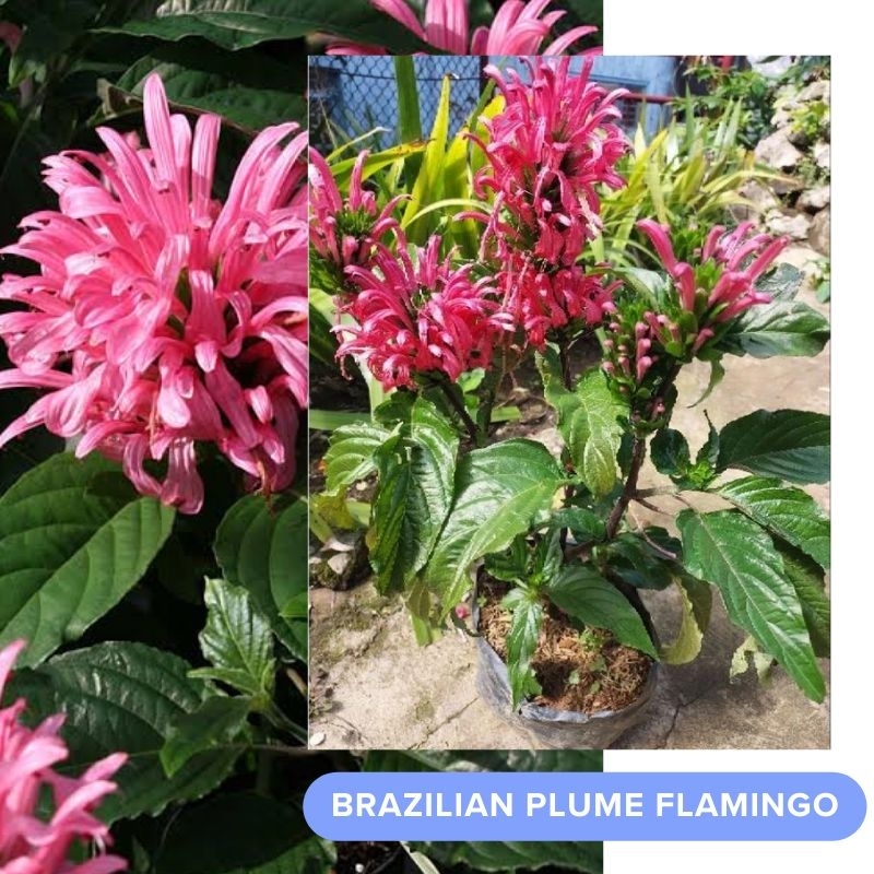 Brazilian Plume Kings Crown Pink Flowers Big | Shopee Philippines