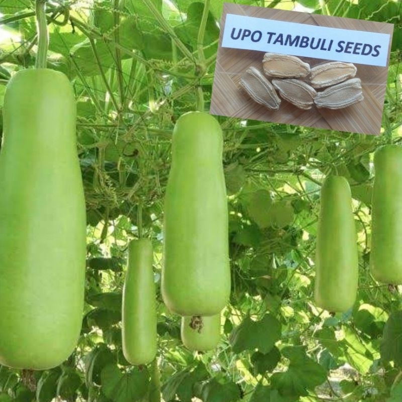 Upo Tambuli 5 Seeds Per Pack | Shopee Philippines
