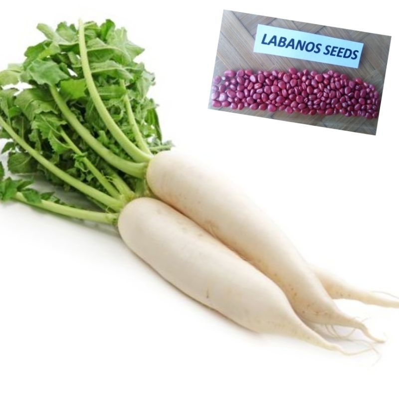Radish Labanos Seeds (70Pcs/Pack) | Shopee Philippines