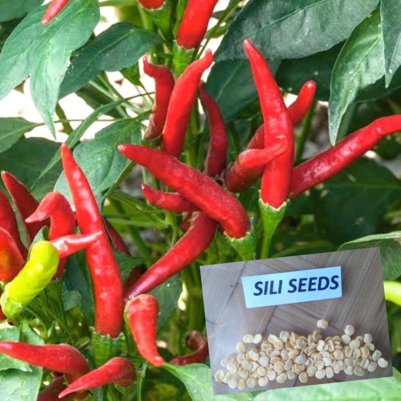 Sili Seeds (8Pcs/Pack) Hot Pepper Upright Hot Bird | Shopee Philippines