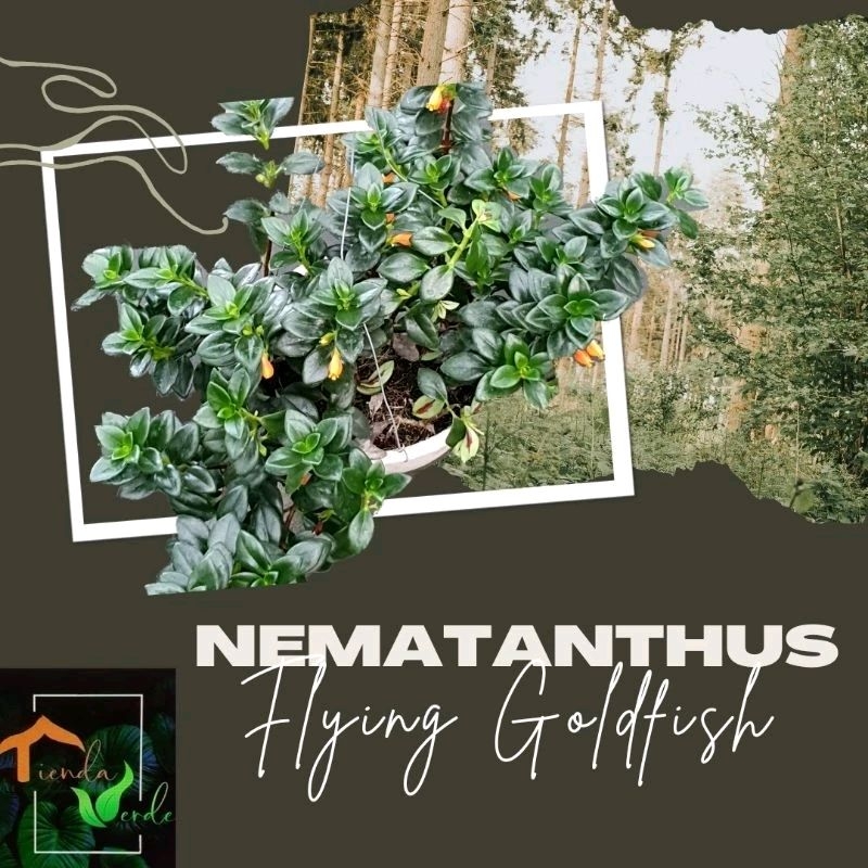 Nemathanthus Flying Goldfish in a Pot for House and Garden Decorations ...