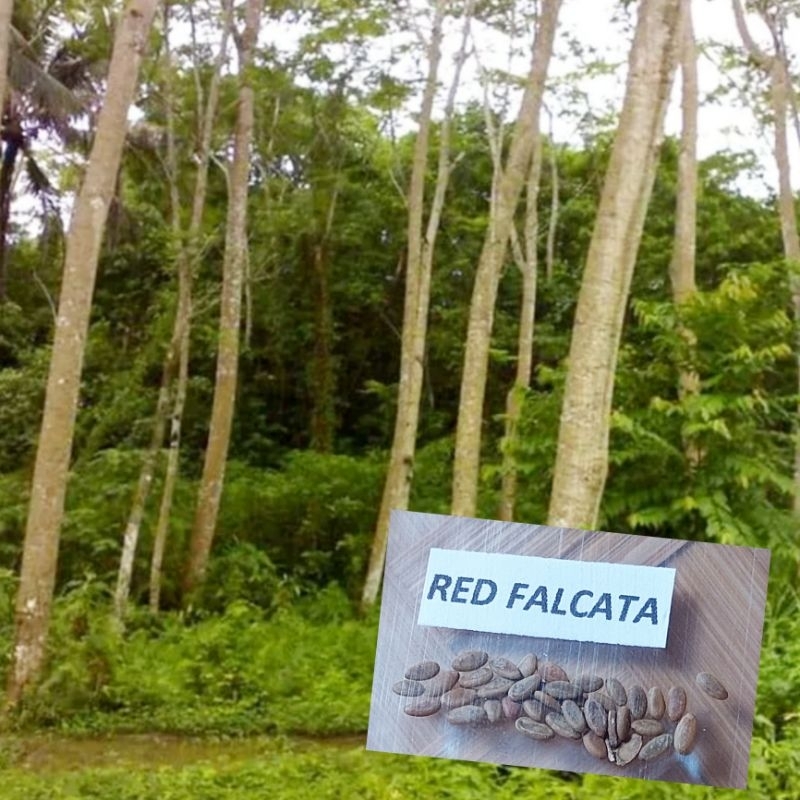 Red Falcata Tree Seeds (15Pcs/Pack) | Shopee Philippines