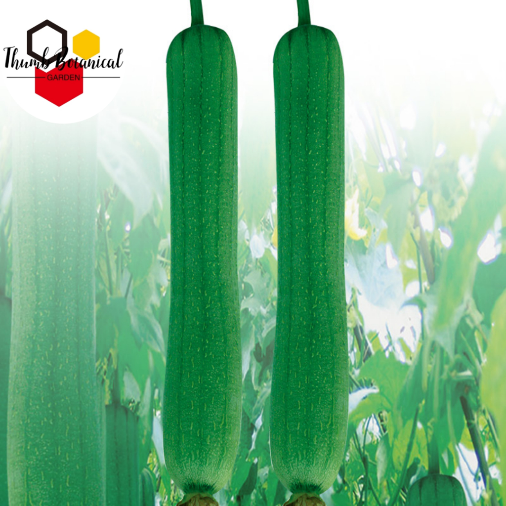 Patola Smooth Seeds(20seeds) - smooth patola seeds Vegetable Seeds ...