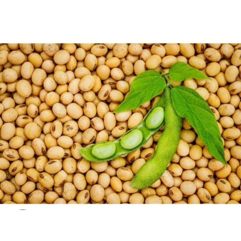 Japanese Soy beans seeds for planting/Soya bean (100seeds) | Shopee ...