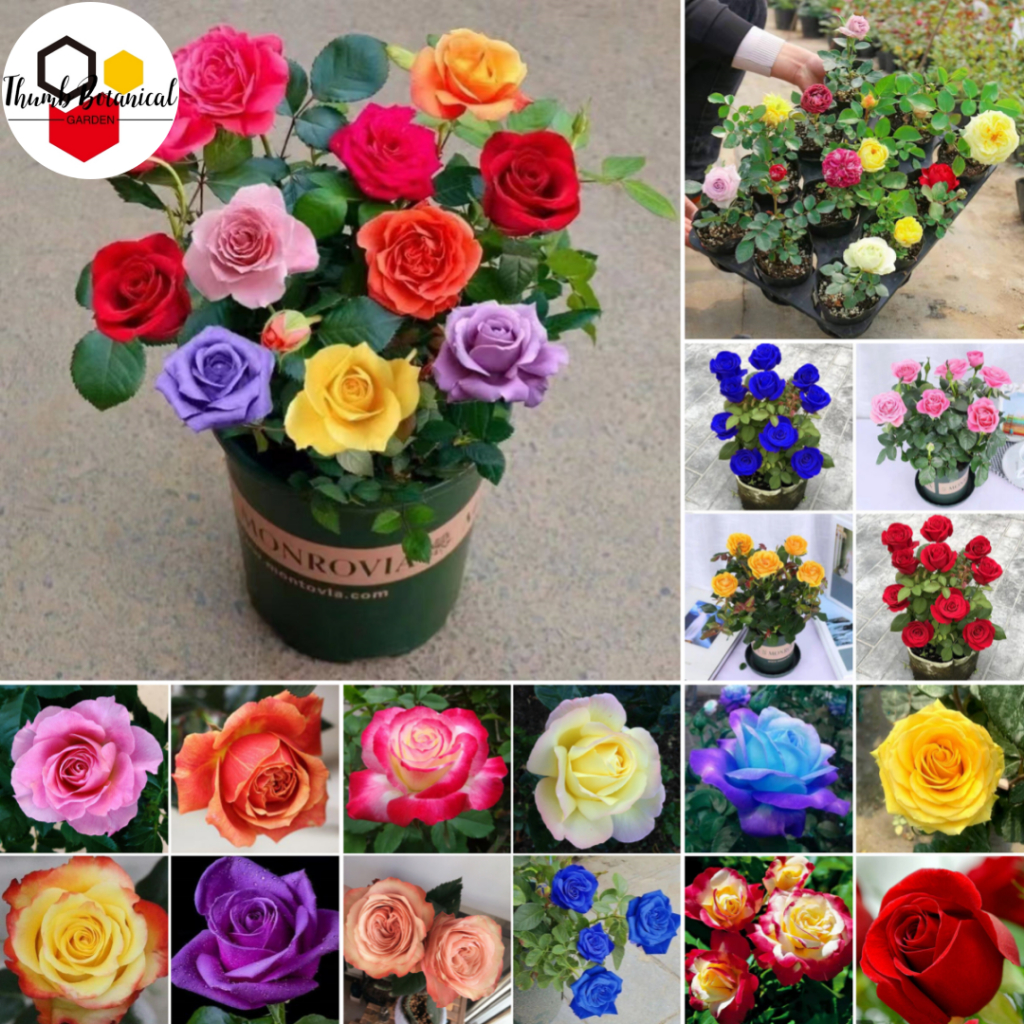 100seeds/pack mixed Rose Seeds for Planting Flowers Bonsai Flower Seeds ...