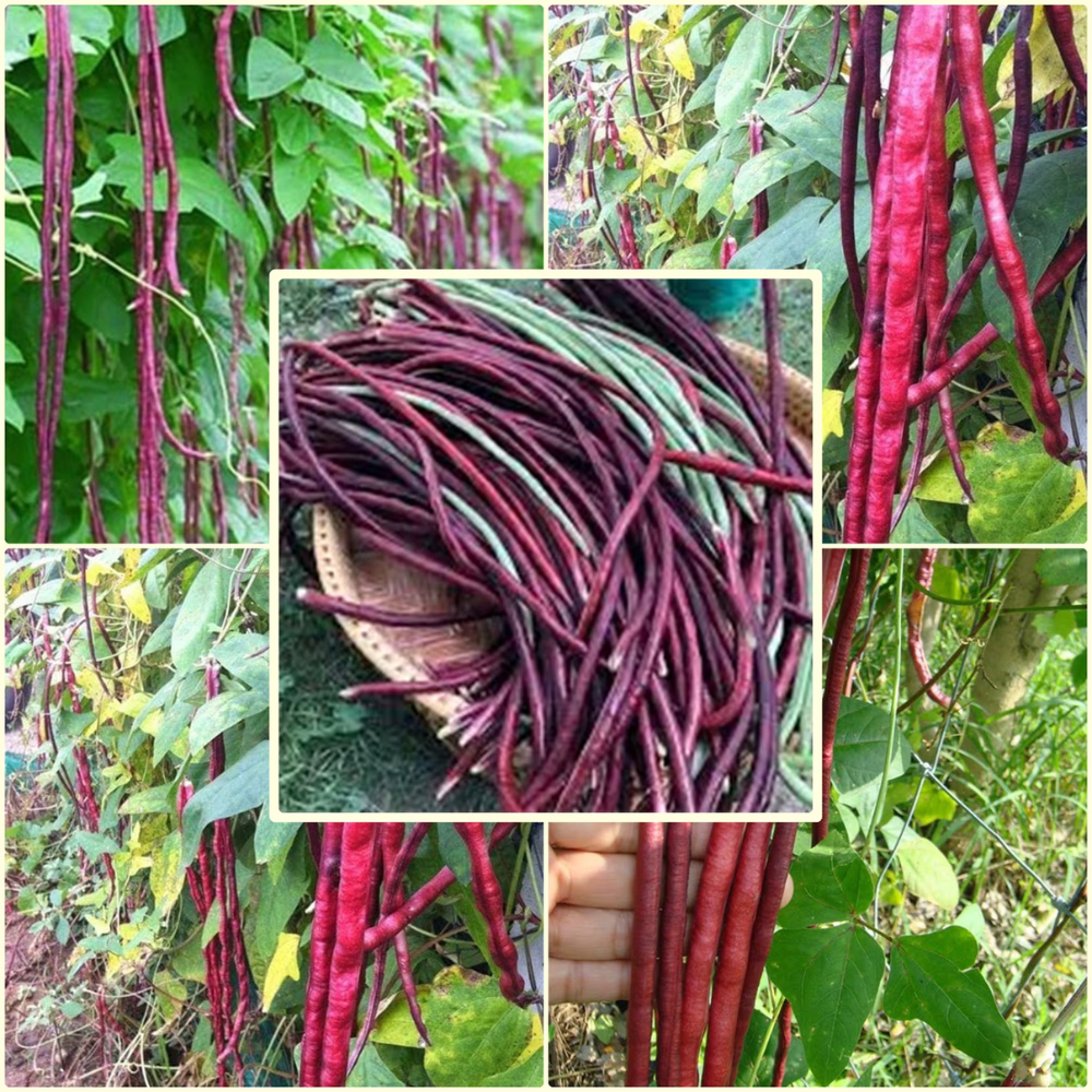 High Yield Red Long Beans Sitao Seeds F1 Hybrid Seeds Red CowPea Seed ...