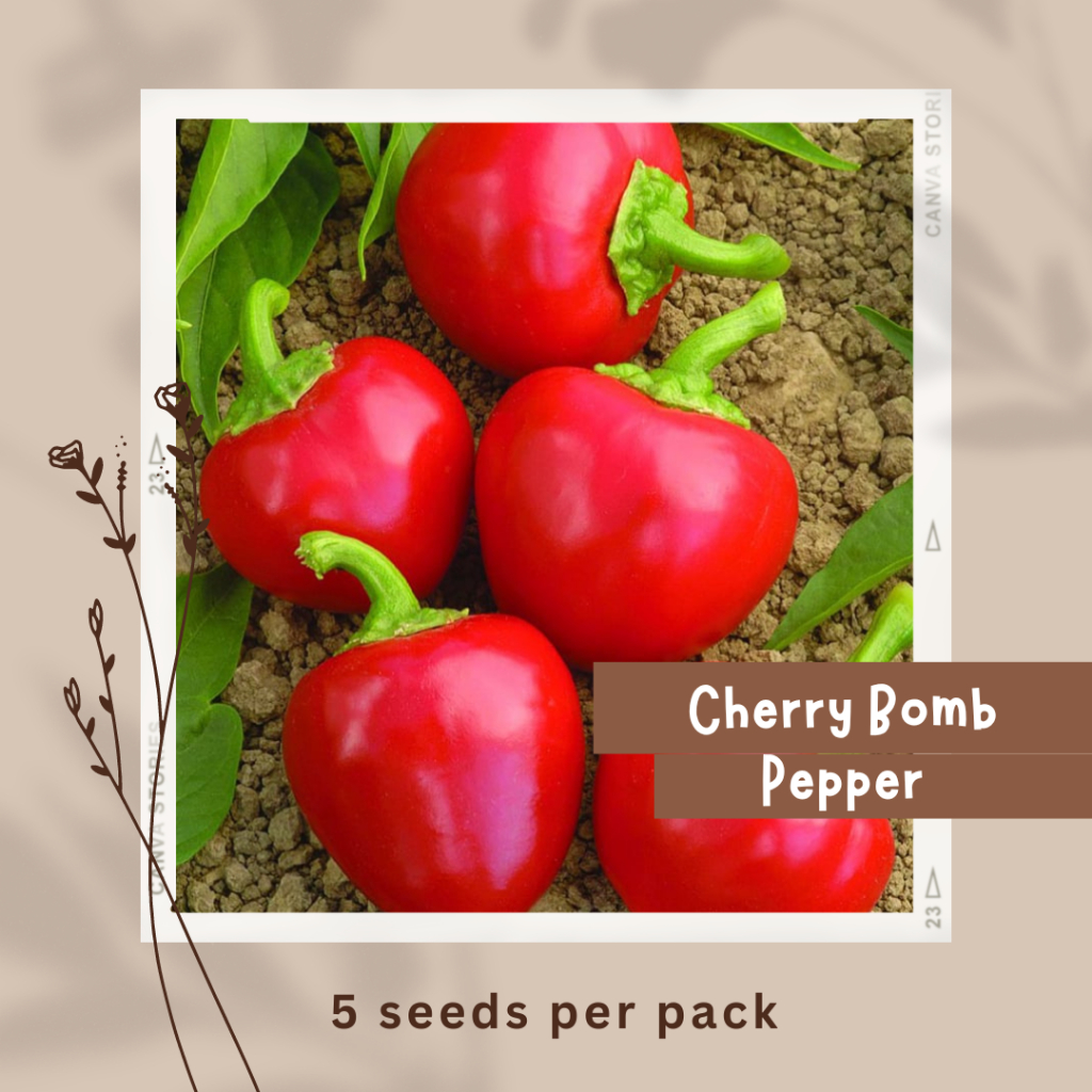 CHERRY BOMB PEPPER Seeds (5 seeds) for Planting / Gardening | Shopee ...