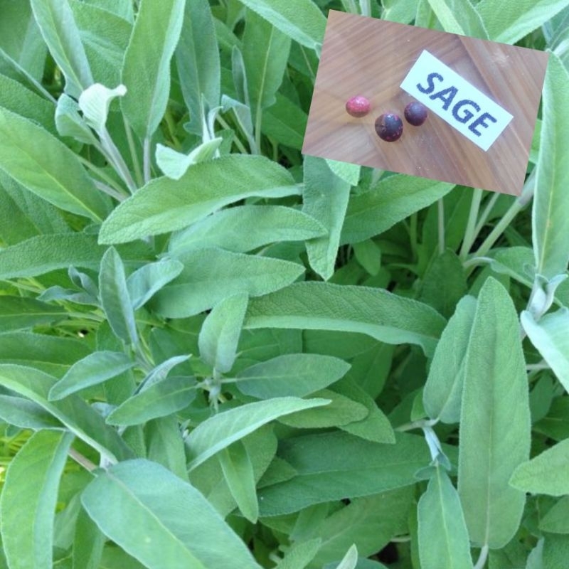 Sage Herb Seeds (3Pcs/Pack) | Shopee Philippines