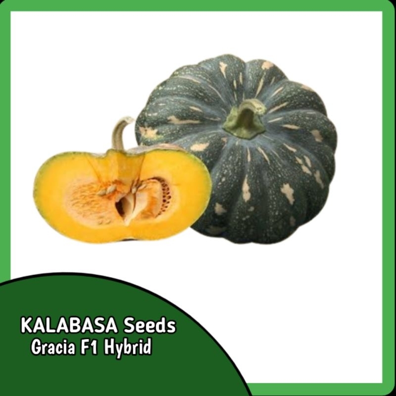 KALABASA Seeds (Gracia F1) Hybrid | Shopee Philippines