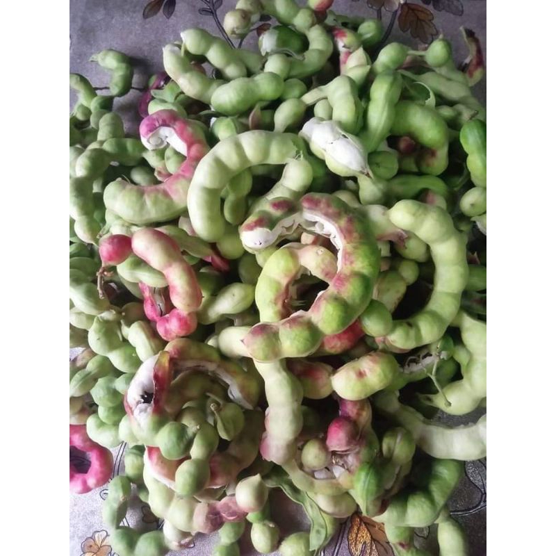 Kamatsile / Camashile Fruits seeds(10Seeds) | Shopee Philippines
