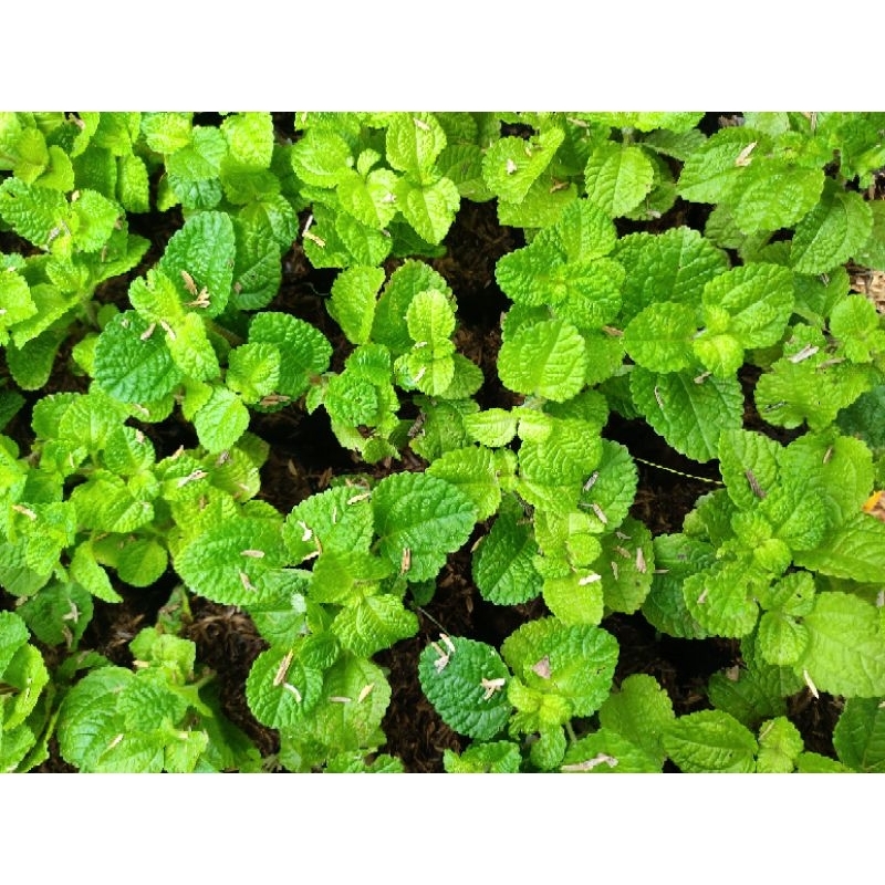 Herbs peppermint - Traditional & herbal drinks ( Luzon area only ...