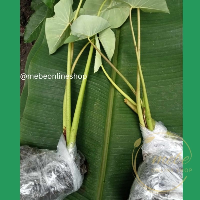 Fresh Taro Bulbs/Leaves/Stem (Luzon only) | Shopee Philippines