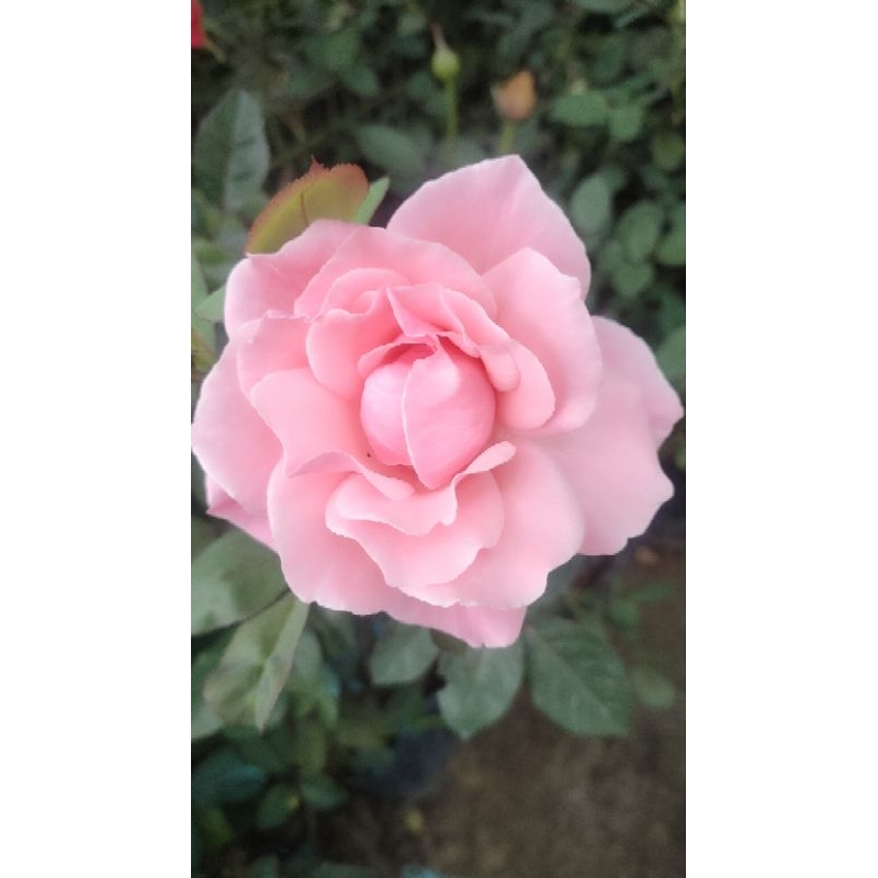 ISLAND ROSE COLLECTION | Shopee Philippines