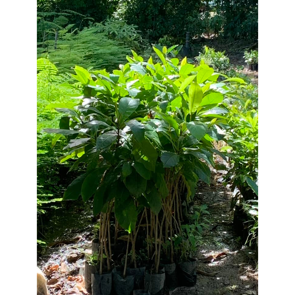 native talisay seedlings | Shopee Philippines