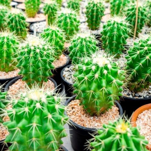 10 pcs Fully Grown Cacti in Plastic Pots – Unique Varieties (No Repeat ...