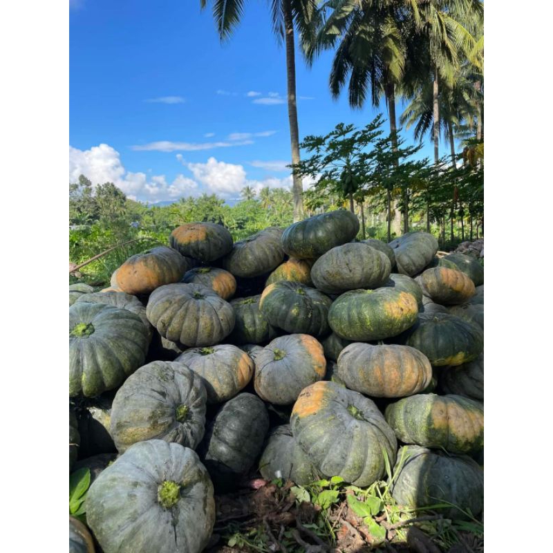 HYBRID KALABASA SEEDS 50seeds | Shopee Philippines