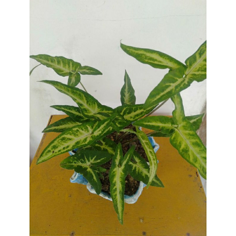 SYNGONIUM AUGUSTATUM/FIVE FINGERS/LIVE PLANT (small -medium-big ...