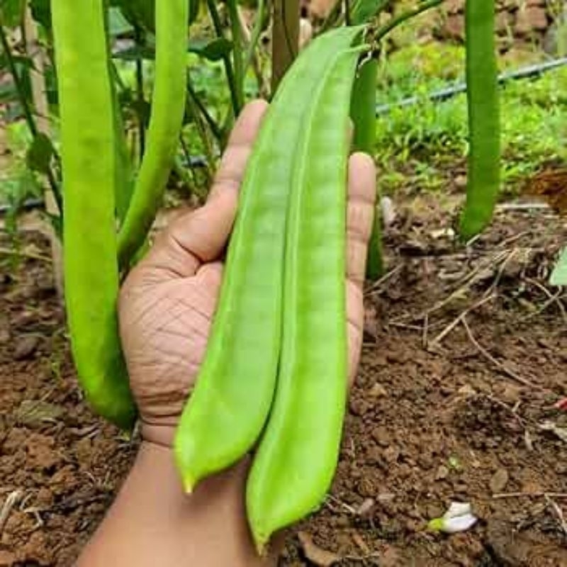 5pcs Sword Beans/Jack beans Seed Red Variety/Giant Patani buto Pantanim ...