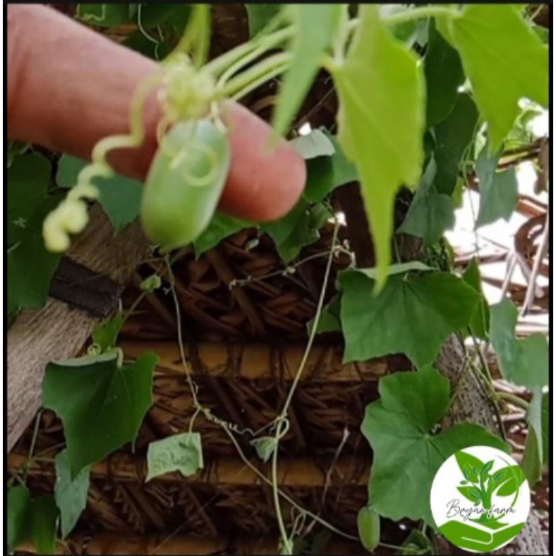 Pipinong Gubat seeds/Wild cucumber (approx 75 seeds) Maliit na pipino ...