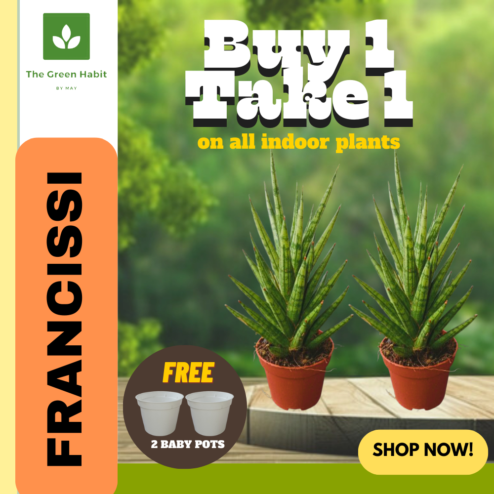 Buy 1, Get 1 Free Indoor Plants + 2 Free Baby Pots for 220 Pesos only ...