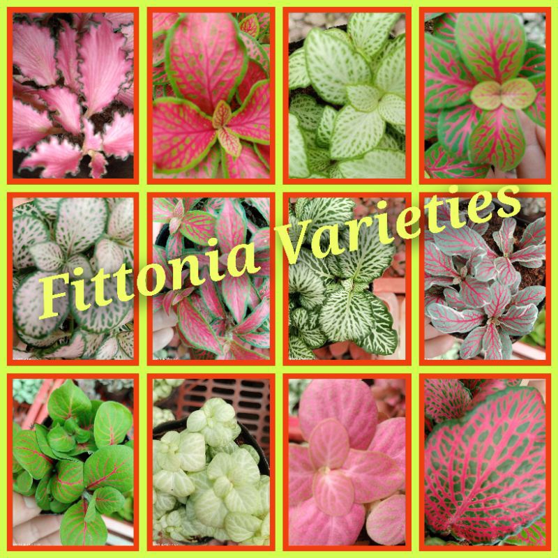 Fittonia /Nerve Plant Varieties | Shopee Philippines