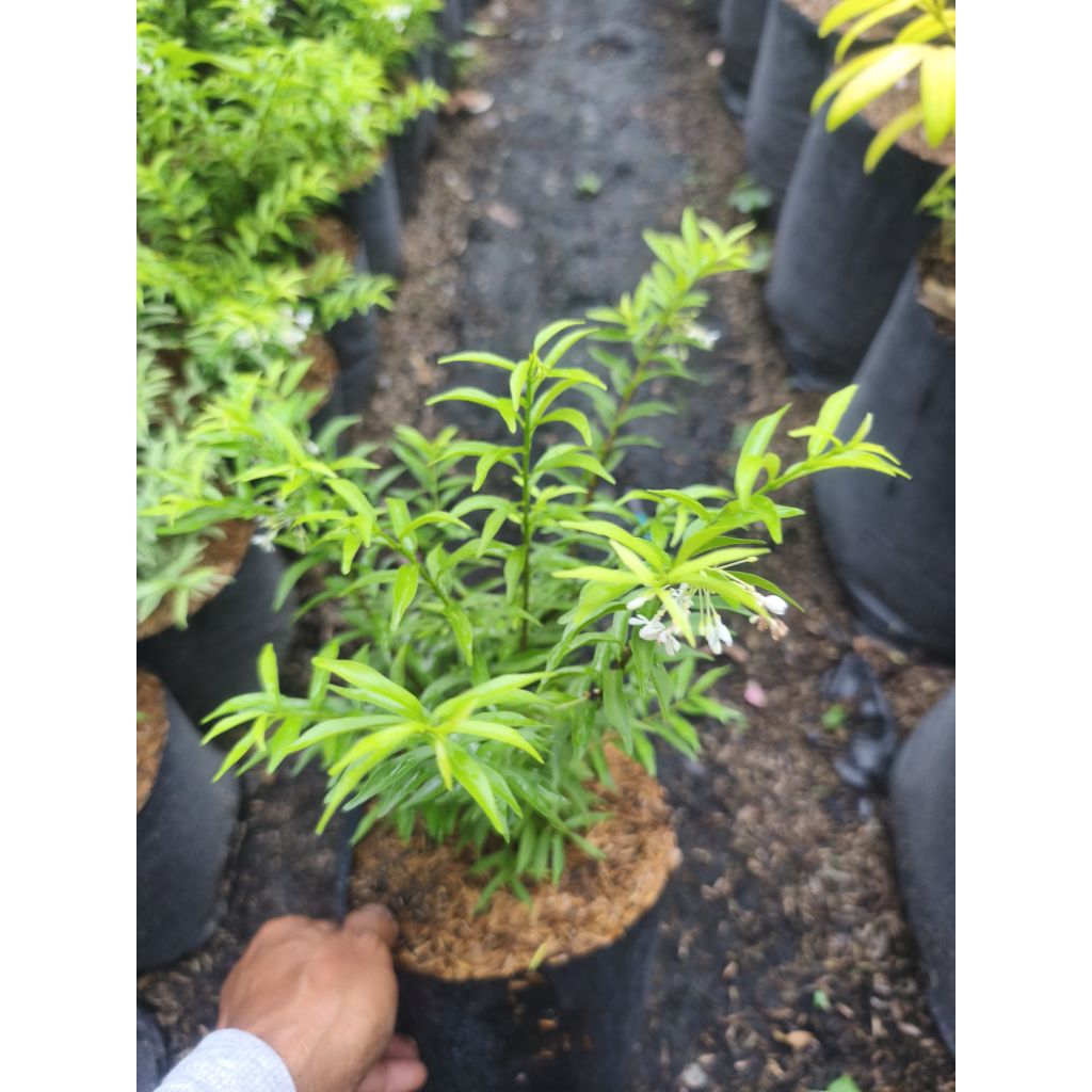 GREEN dwarf SUAMEI ( BUY 3 PLUS 1 ) | Shopee Philippines