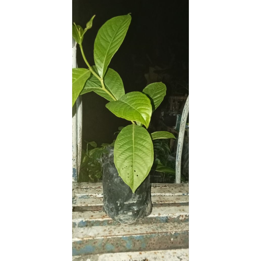 Banaba tree seedlings rooted, stem cuttings large and small cut and ...