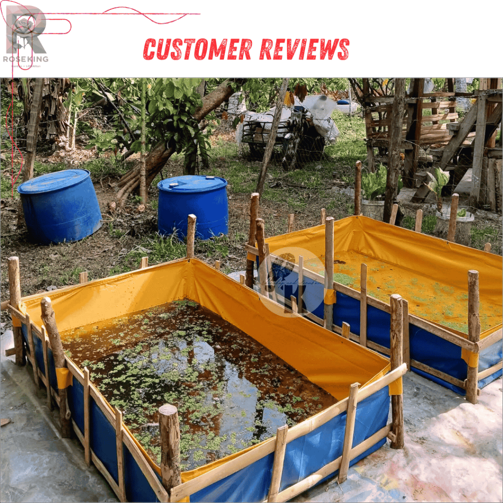 3 days sale Azolla Pond buy 1 take 1 pang umpisa azolla bed fish tank ...